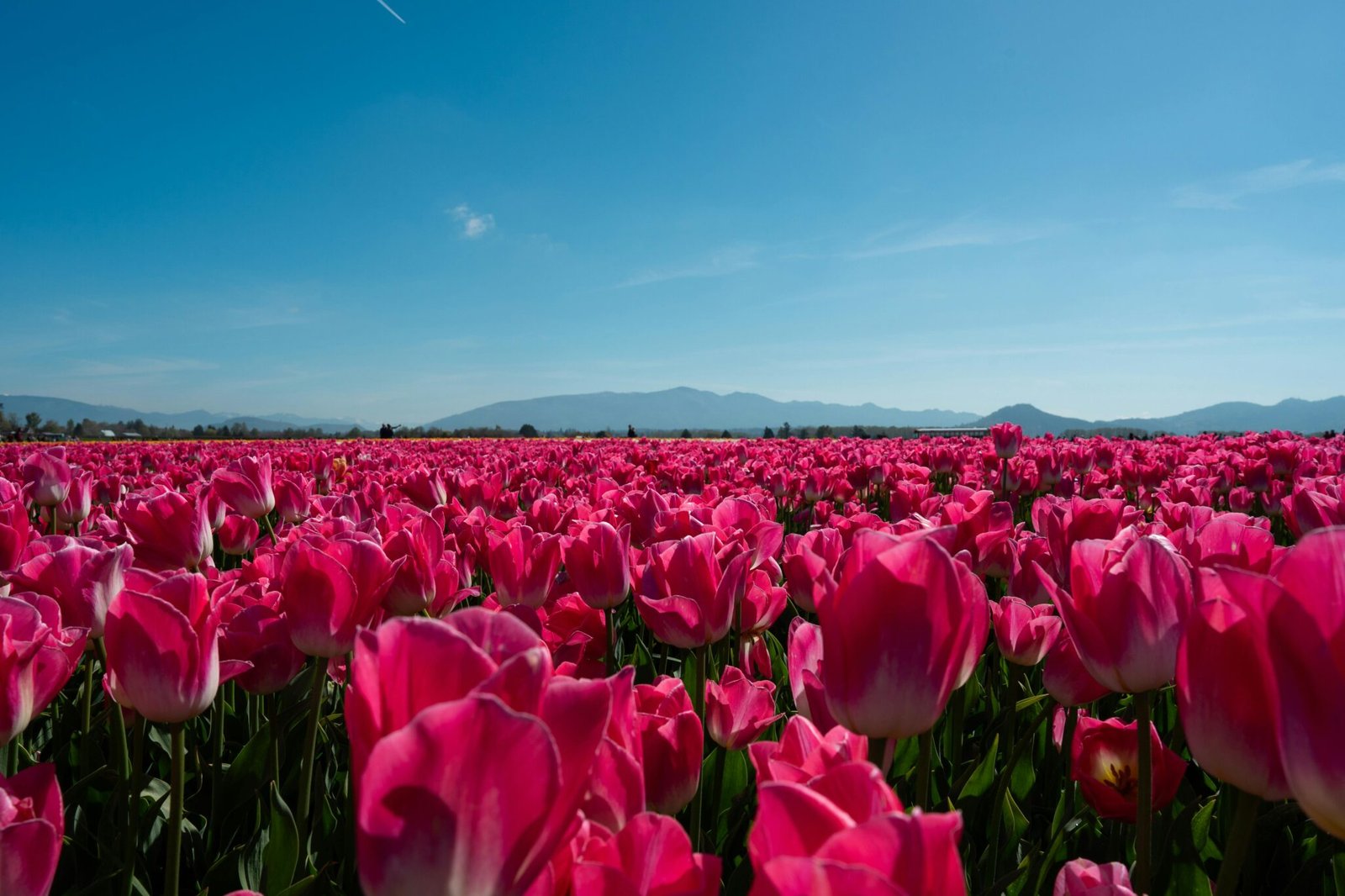 Tulip Town opens for the 2026 Skagit Valley Tulip Season ...