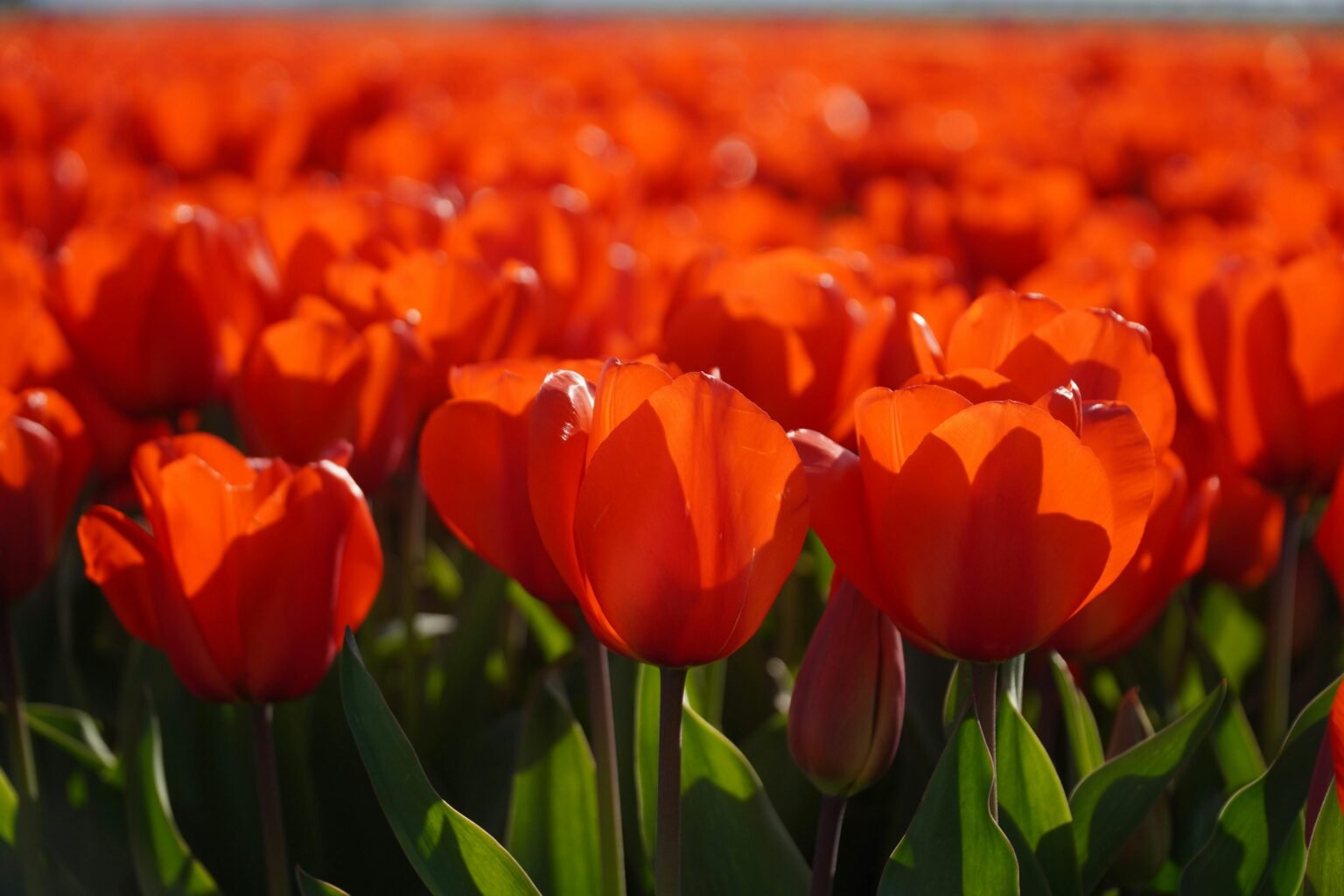 Tulip Town opens for the 2026 Skagit Valley Tulip Season ...