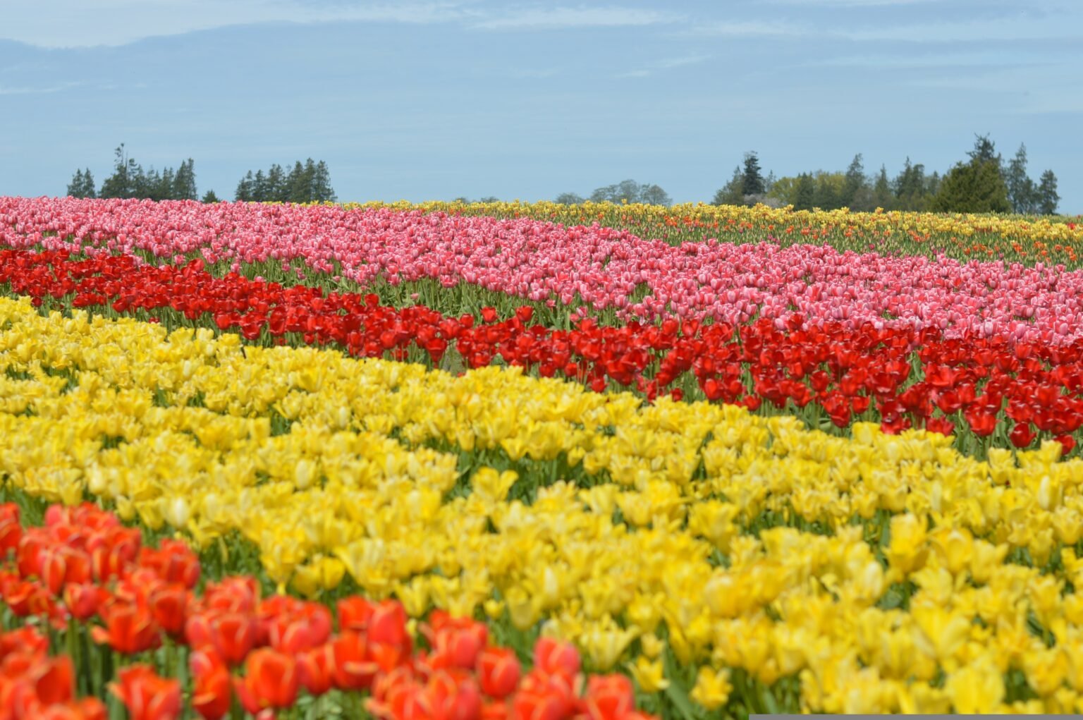 Tulip Valley Farms welcomes visitors for 2026 Tulip Season ...